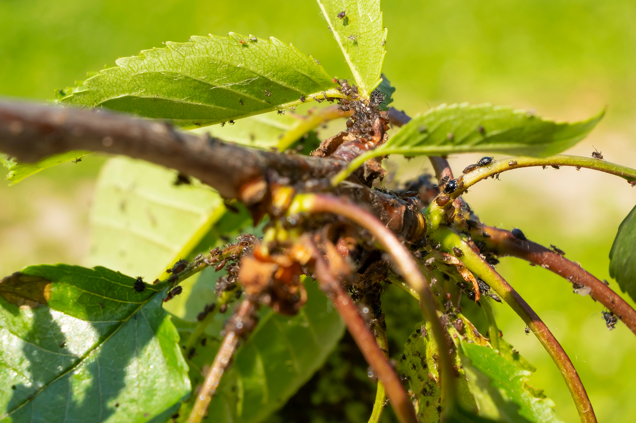 Mida teha lehetäidega? | kodus.ee